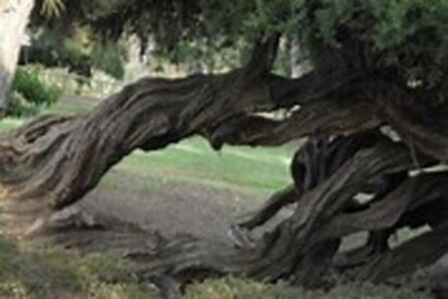 The Twisting of Bible Prophecy - davidbatcheller.com